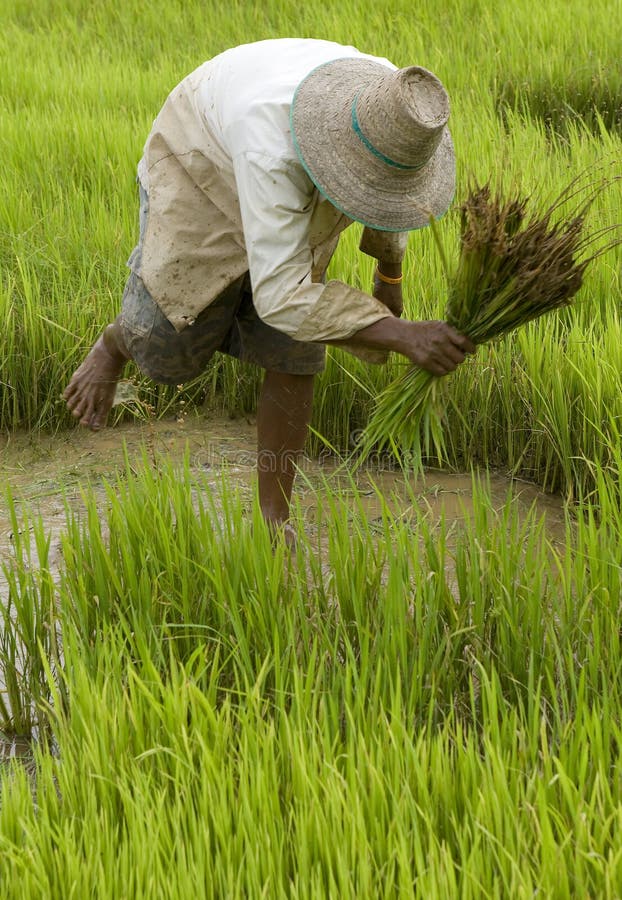 Work on the Paddy-field in Asia Stock Photo - Image of agriculture ...