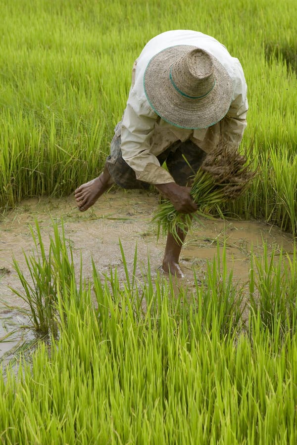 Paddy Field Picture. Image: 2401955