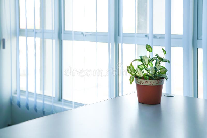 A simple look stock image. Image of girl, honest, pale - 37747167