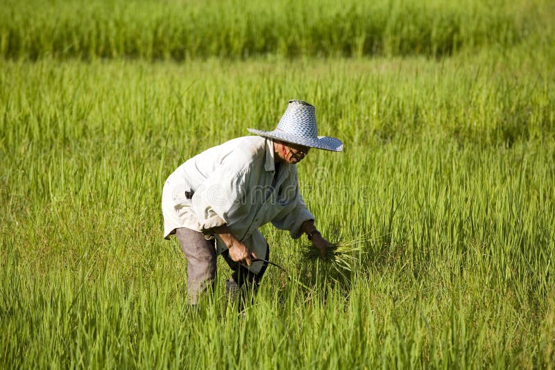 Work on the rice field stock photo. Image of agriculture - 5002716