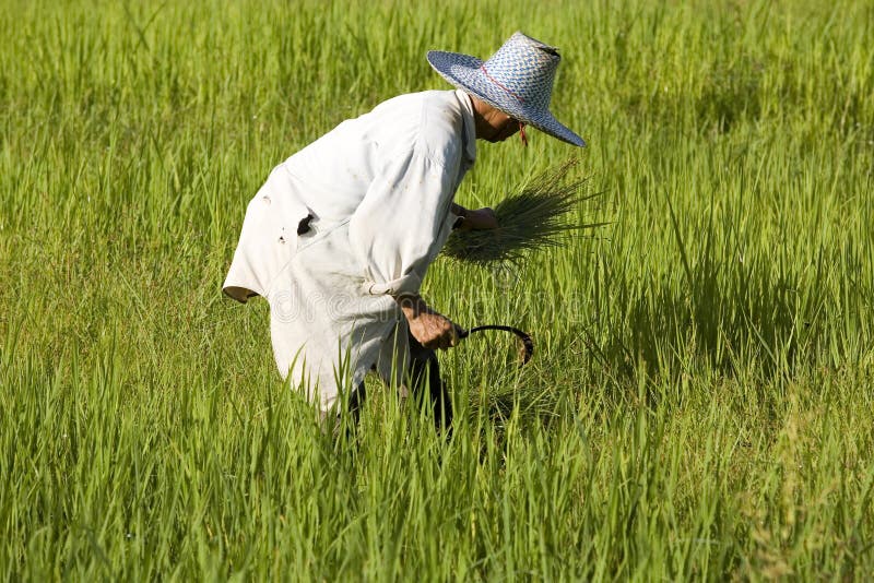 Work On The Rice Field Picture. Image: 5002736