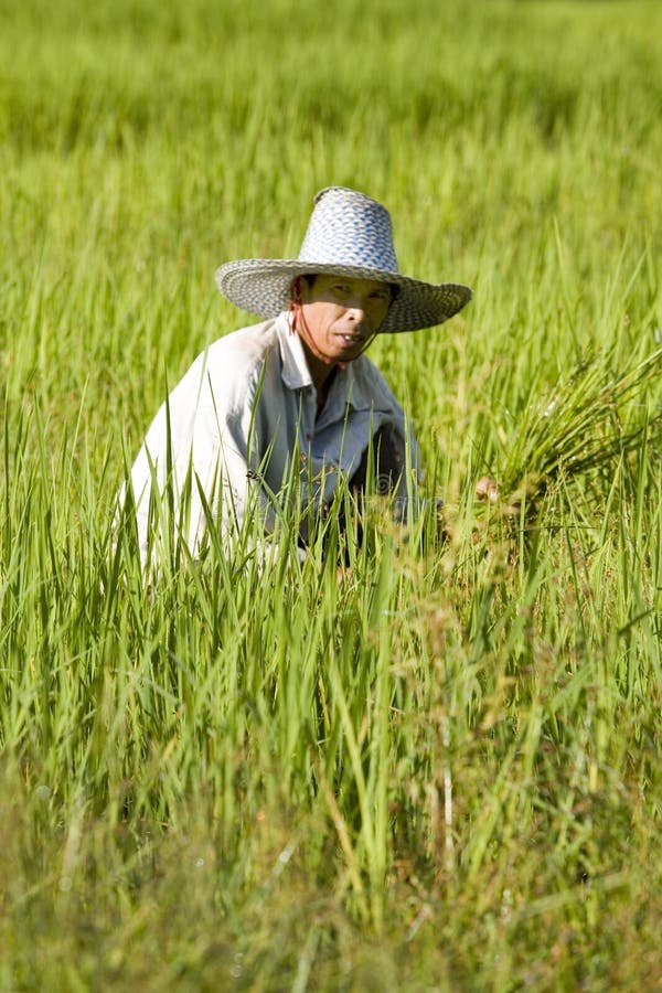 Work on the rice field stock photo. Image of nature, lawn - 5002746