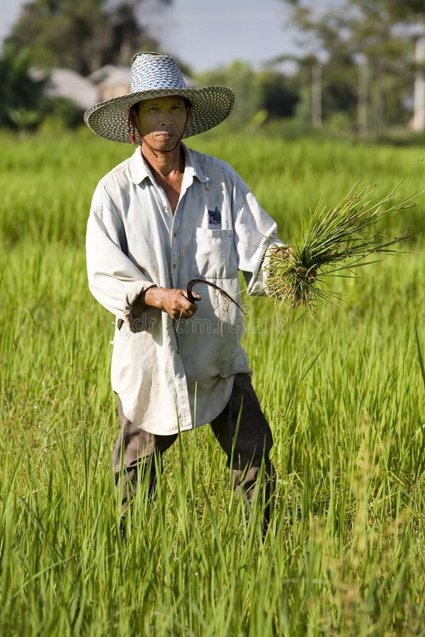Work on the Rice Field, Laos Stock Photo - Image of grow, people: 4579760