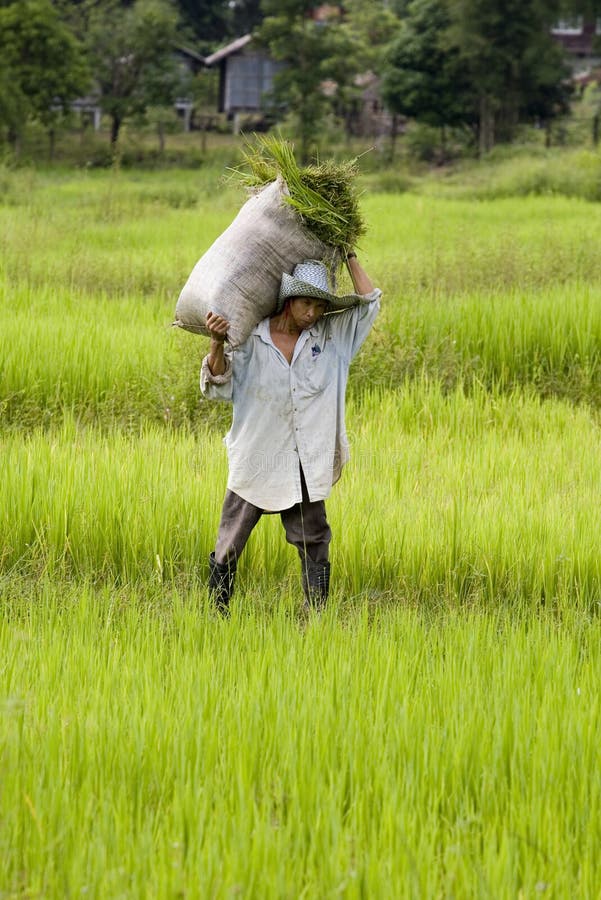 Work on the Rice Field, Laos Stock Photo - Image of grow, people: 4579760