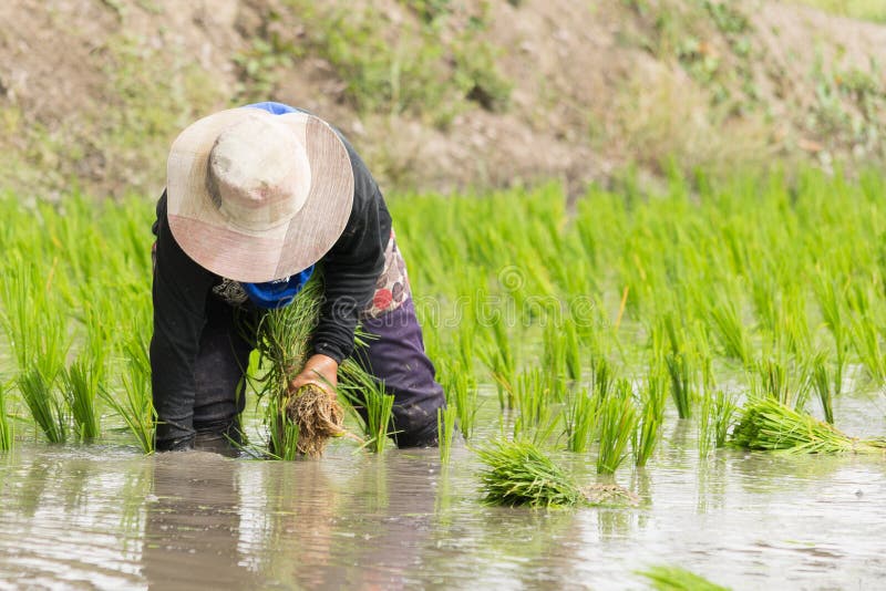 Work in rice field stock image. Image of grow, lean, group - 49002051
