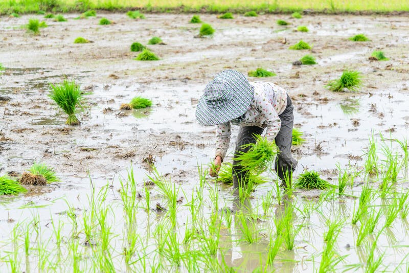 790 Chinese Field Rice Worker Stock Photos - Free & Royalty-Free Stock ...