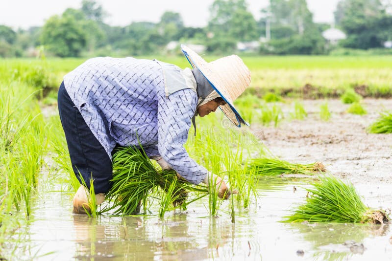 Work in rice field editorial photo. Image of cultivation - 48905411