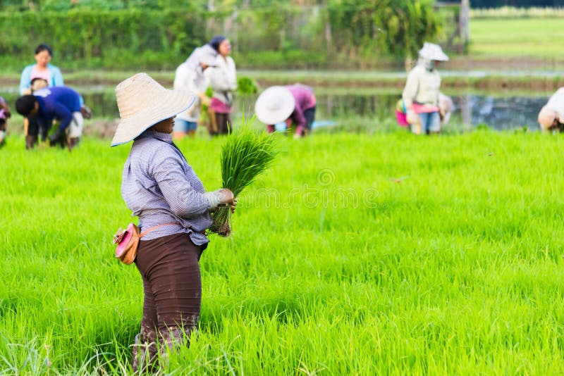 Work in rice field editorial photo. Image of indonesia - 48905416