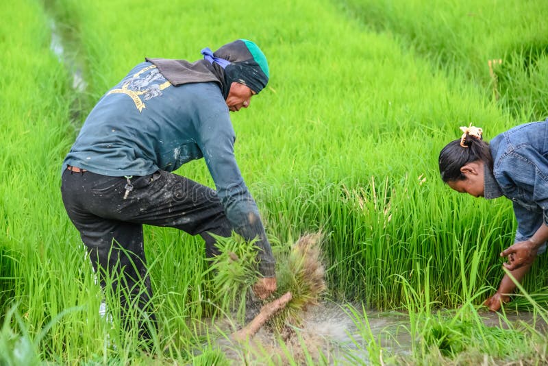 Work in rice field editorial image. Image of meadow, farmer - 48906790