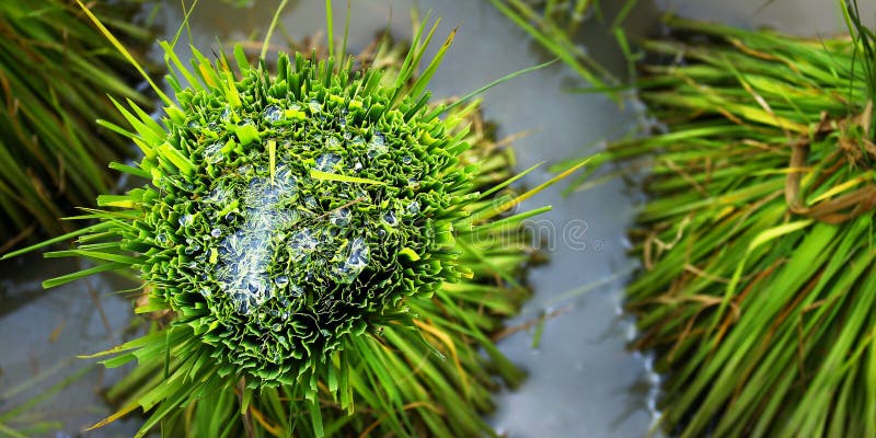 Work in rice field stock photo. Image of field, cultivate - 102343320