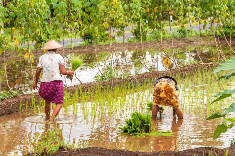 Rice Fields in Burma stock photo. Image of myanmar, fields - 31494492