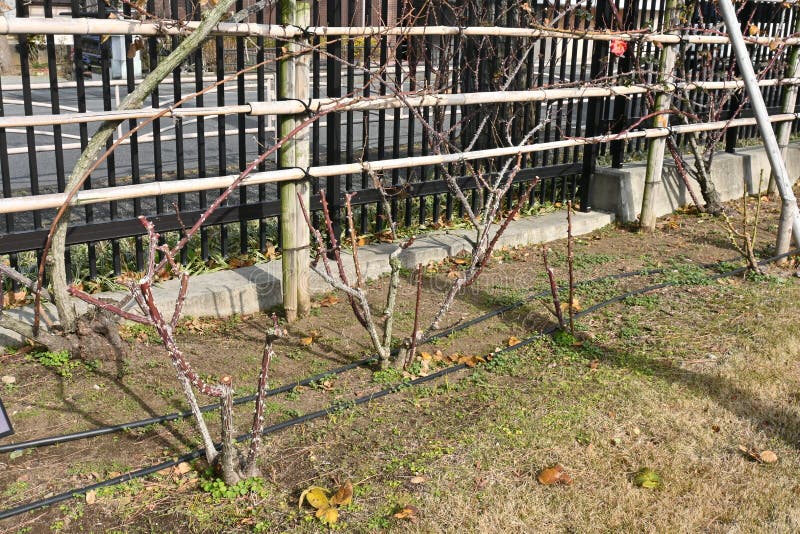 Pruning and Attracting Work of the Climbing Roses in Winter. Stock ...