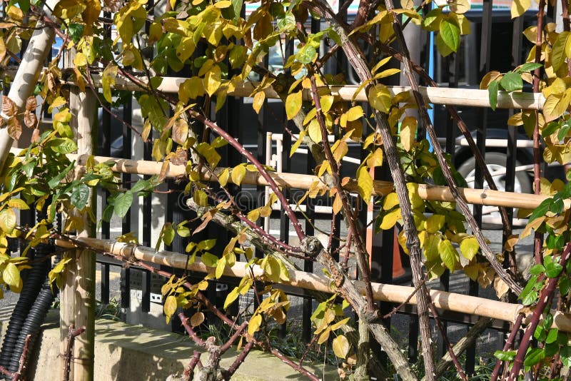 Pruning and Attracting Work of the Climbing Roses in Winter. Stock ...