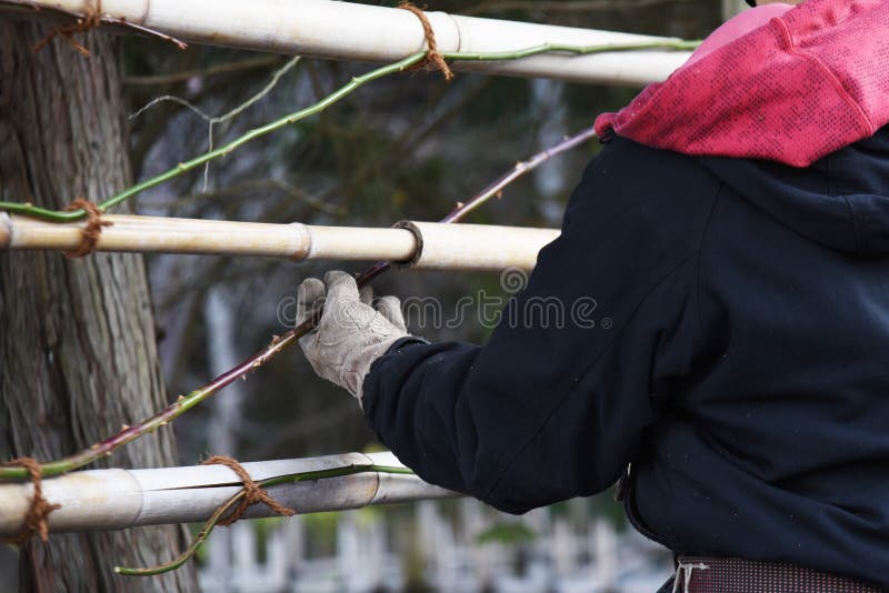 Pruning and Attracting Work of the Climbing Roses in Winter. Stock ...