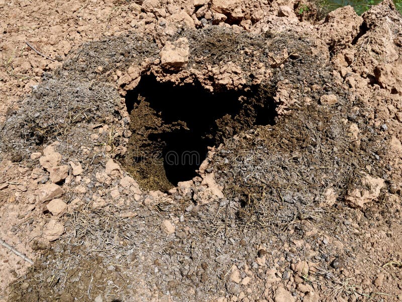Work the Soil for Plant a Tree at Farm Agriculture Garden. Stock Photo ...