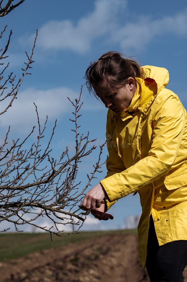 Work in Spring in the Garden with Fruit Trees, Formative Tree Pruning ...