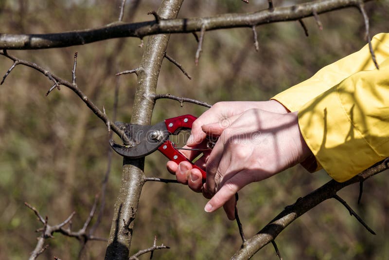 Work in Spring in the Garden with Fruit Trees, Formative Tree Pruning ...