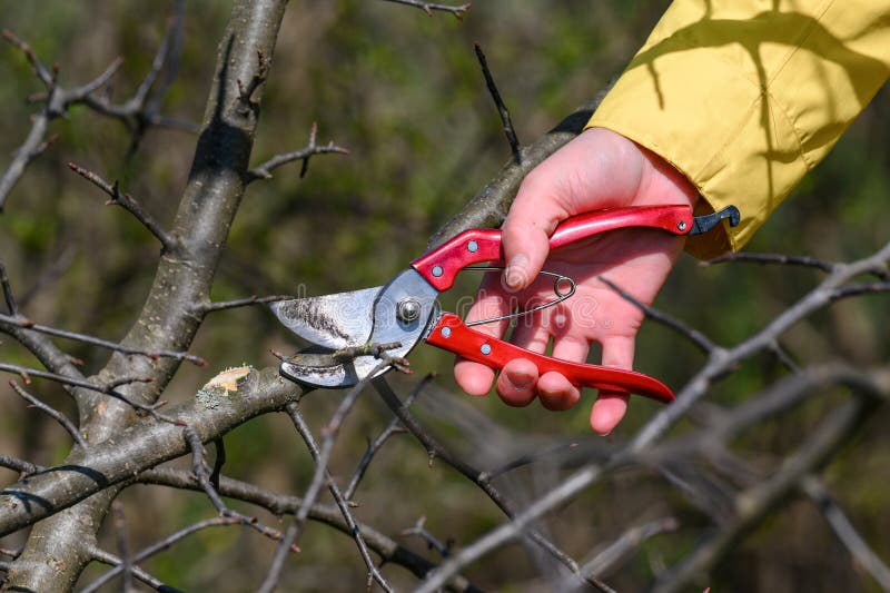Spring Formative Pruning of the Tree and Formation of the Tree Crown ...