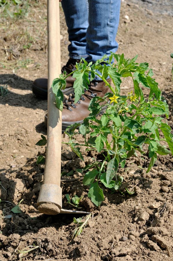 Tomatoes Cultivation Field with Photographer Shadow Stock Photo - Image ...