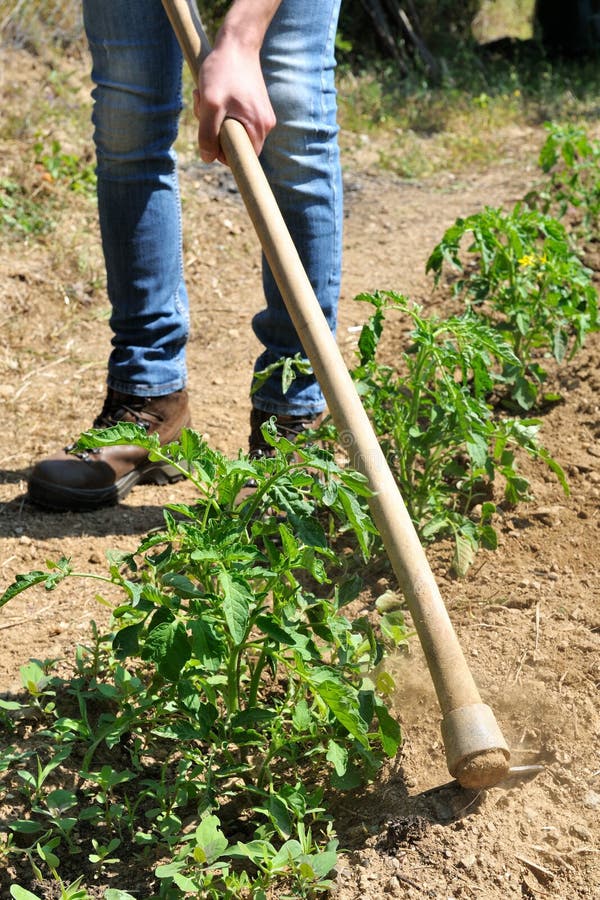 Tomatoes Cultivation Field with Photographer Shadow Stock Photo - Image ...