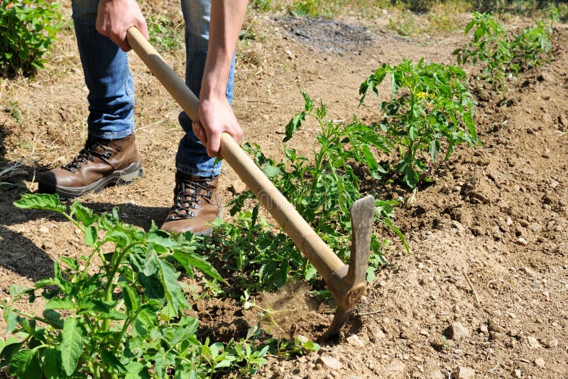 Work in a Tomatoes Cultivation Stock Image - Image of processing ...