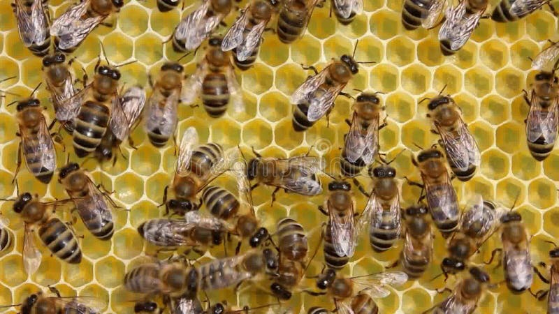 Work of Young Bees Inside the Hive. Stock Video - Video of animal ...