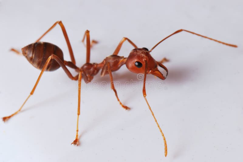 Worker Ant stock image. Image of laboratory, acute, queen - 13797317