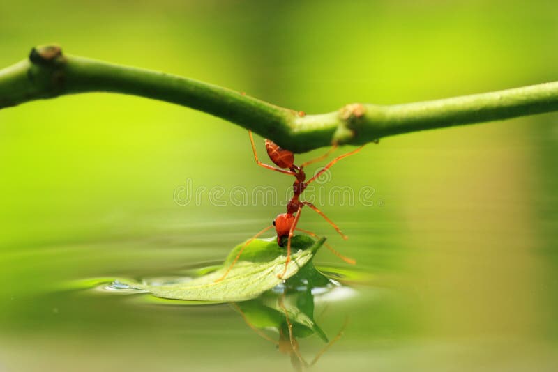 Worker ant stock image. Image of water, stick, diligent - 36722061