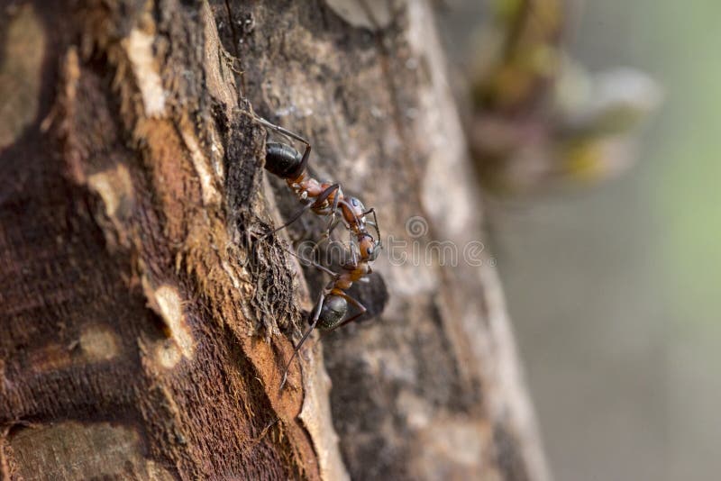 A Forest Red Ant (Formica Rufa) on a Pine Tree Trunk. Stock Photo ...