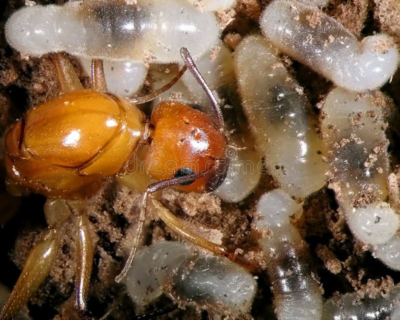 Worker ant stock image. Image of salticidae, closeup - 124550393