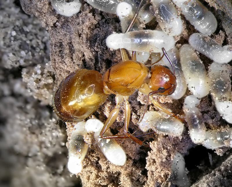 Worker ant stock image. Image of worker, micro, camponotus - 124550397