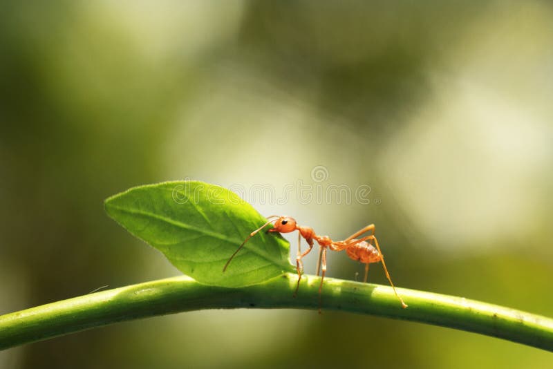 Worker ant stock photo. Image of leave, cute, nature - 33813386