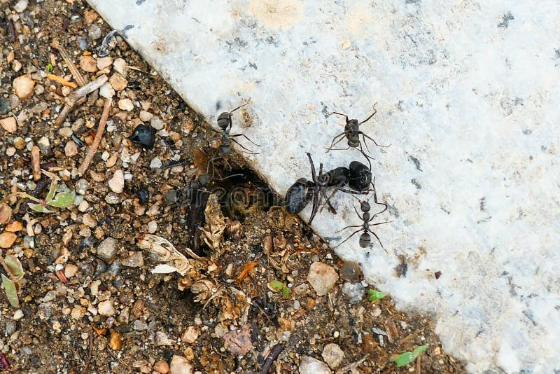 Ants Around Insect Repellent Stock Image - Image of metal, insect: 28673769