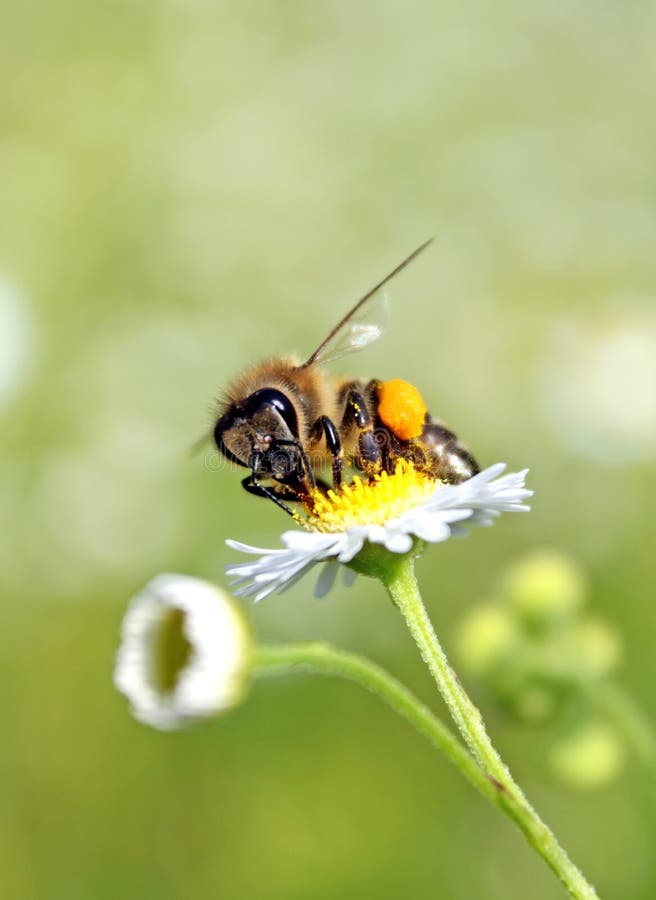 Worker bee stock image. Image of entomology, macro, fauna - 13120093