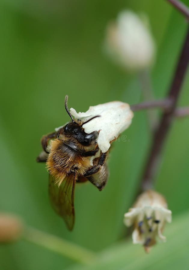 37+ Worker honeybee Free Stock Photos - StockFreeImages