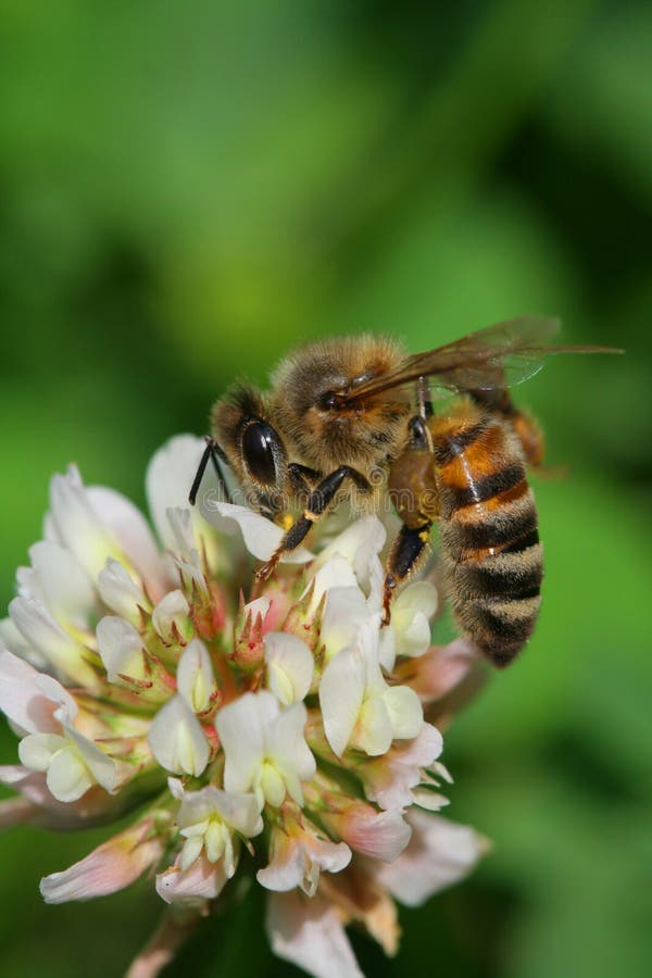 36+ Worker honeybee Free Stock Photos - StockFreeImages