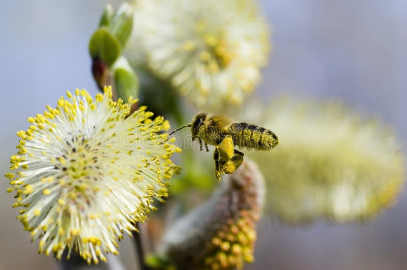 Worker Bee Collecting Pollen Stock Image - Image of flying, flower: 2243531