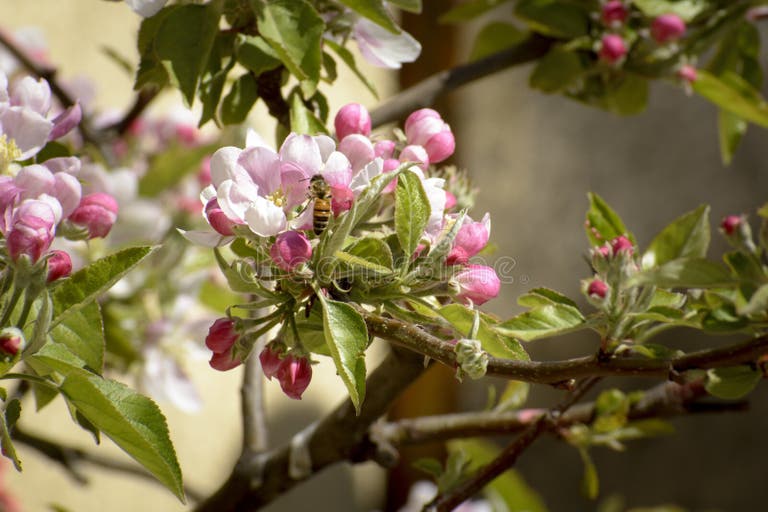 Bee Pollinating Apple Tree Flowers Stock Photo - Image of fresh ...