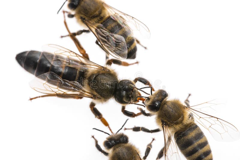 Worker Bee is Feeding the Queen Stock Image - Image of isolation ...
