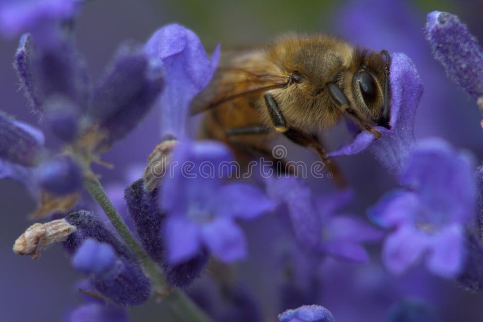 Worker Bee stock photo. Image of pollination, busy, lavender - 31733092