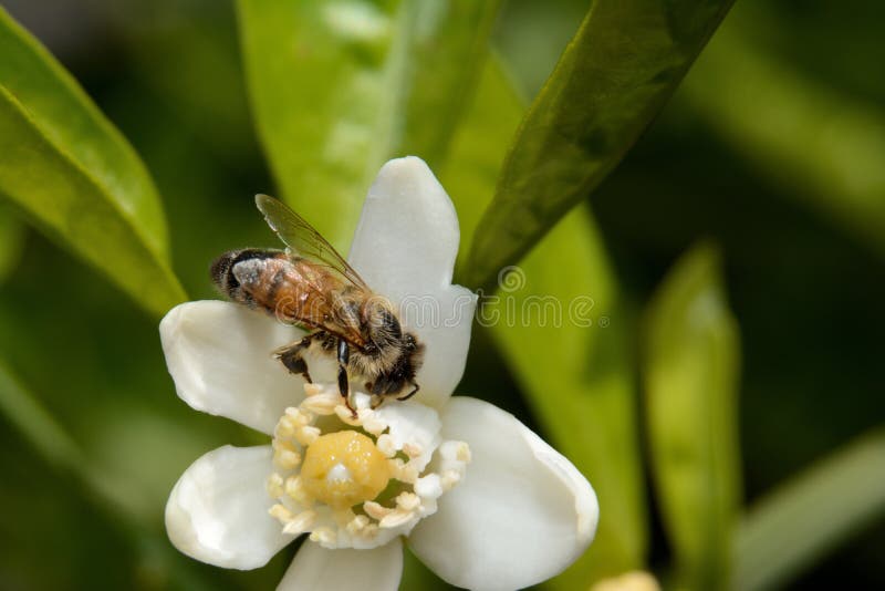 Worker bee stock photo. Image of orange, nectar, pollinator - 61150072