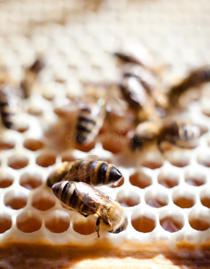 Worker bees stock photo. Image of insect, hexagon, macro - 20744606