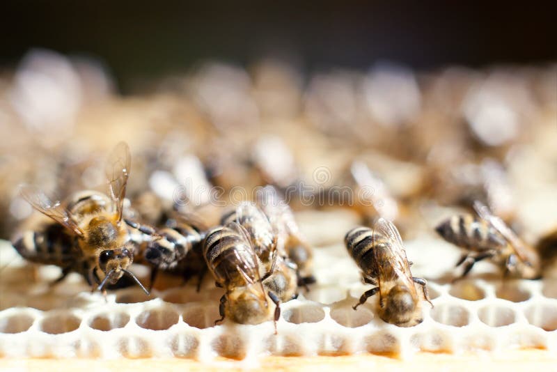 Worker bees stock photo. Image of insect, hexagon, macro - 20744606