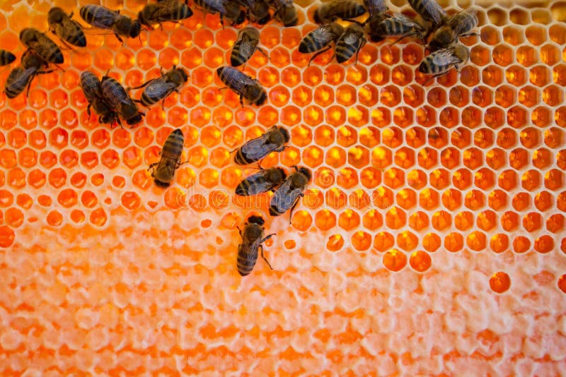 Worker bees stock photo. Image of insect, hexagon, macro - 20744606