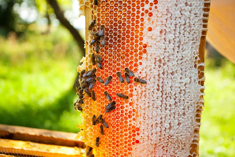 Worker bees stock photo. Image of nature, queen, colony - 20711886