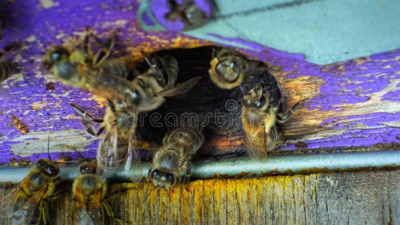 Worker Bees Arrive, Enter and Exit the Entrance of an Artificial Hive ...