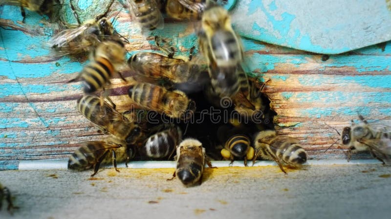 Worker Bees Arrive, Enter and Exit the Entrance of an Artificial Hive ...