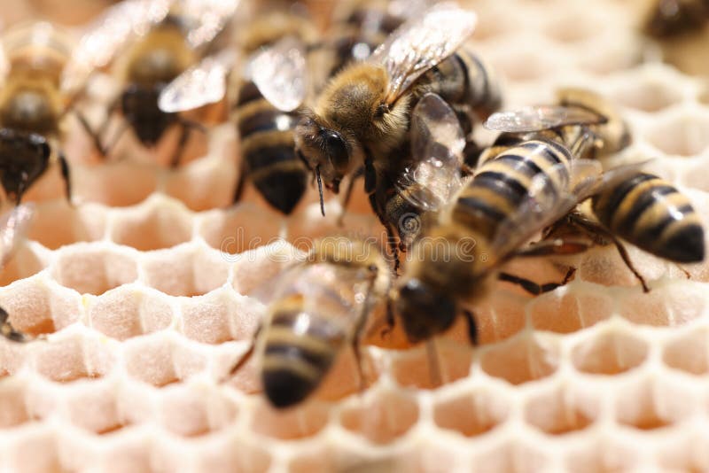 Worker Bees As Backbone of Hive Closeup Stock Photo - Image of honey ...