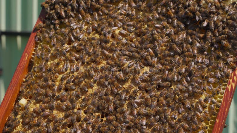 Worker Bees in the Hive on the Hive. Bees Inside the Hive with Closed ...