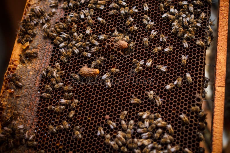 Worker bees stock image. Image of honeycomb, pollen, food - 31455447